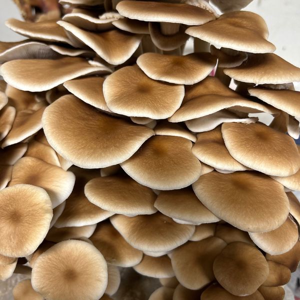 Varieties – Boreal Woods Mushroom Farm